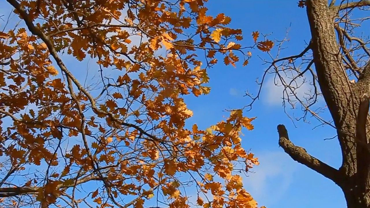 "ОСЕННЯЯ ЛЮБОВНАЯ ТРЕВОГА!" Клип моего стихотворения из цикла «Поэзия земли нижегородской»