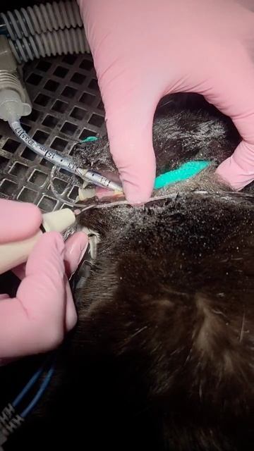 Чистка зубов коту