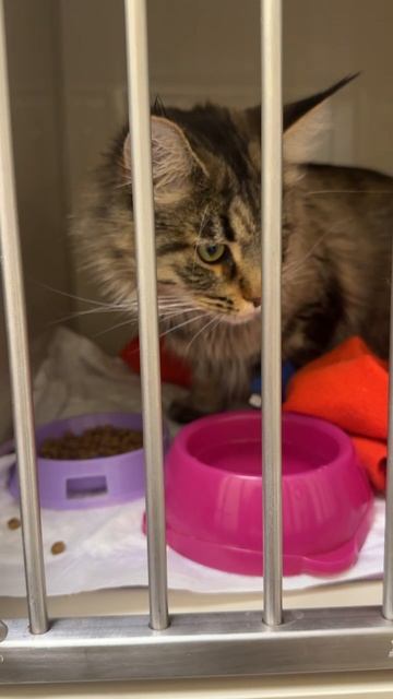 Стационар: первый прием пищи после удаления инородного тела из кишечника