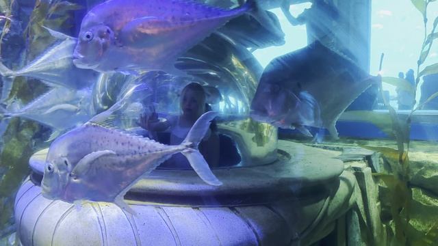 Внутри аквариума, The Lost Chambers Aquarium, Санья, о. Хайнань, Китай