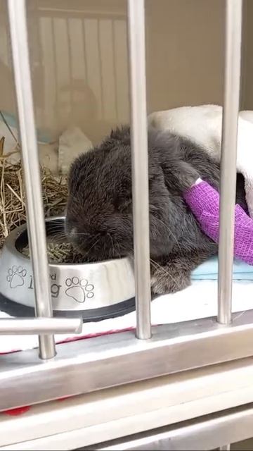Кролик в стационаре