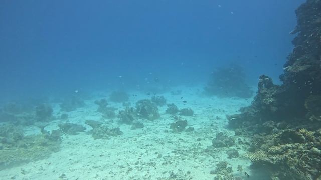 наполеон, дайвинг в Хургаде Египет