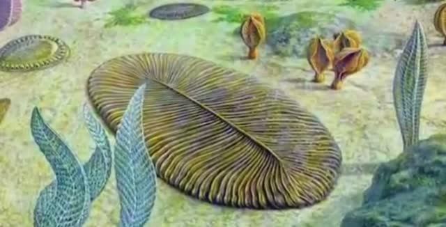 ...Как появилось первое Животное на земле ....