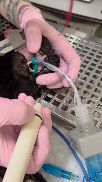 Чистка зубов коту