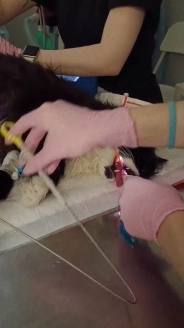 Удаление трихобезоара из желудка кошки