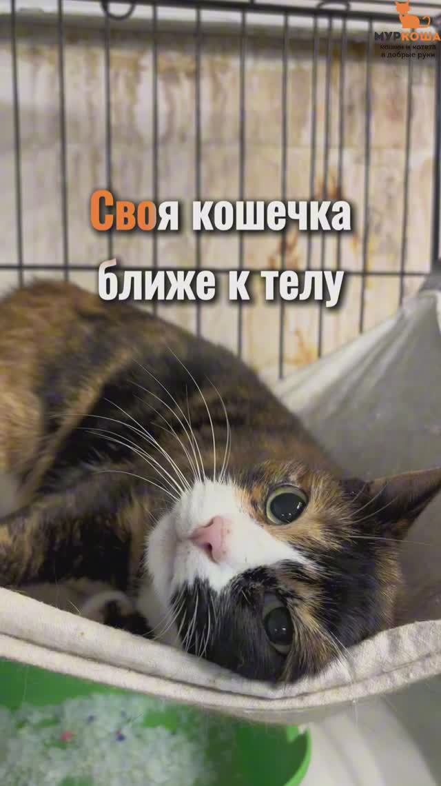 Гусёна ждёт вас в приюте #Муркоша
