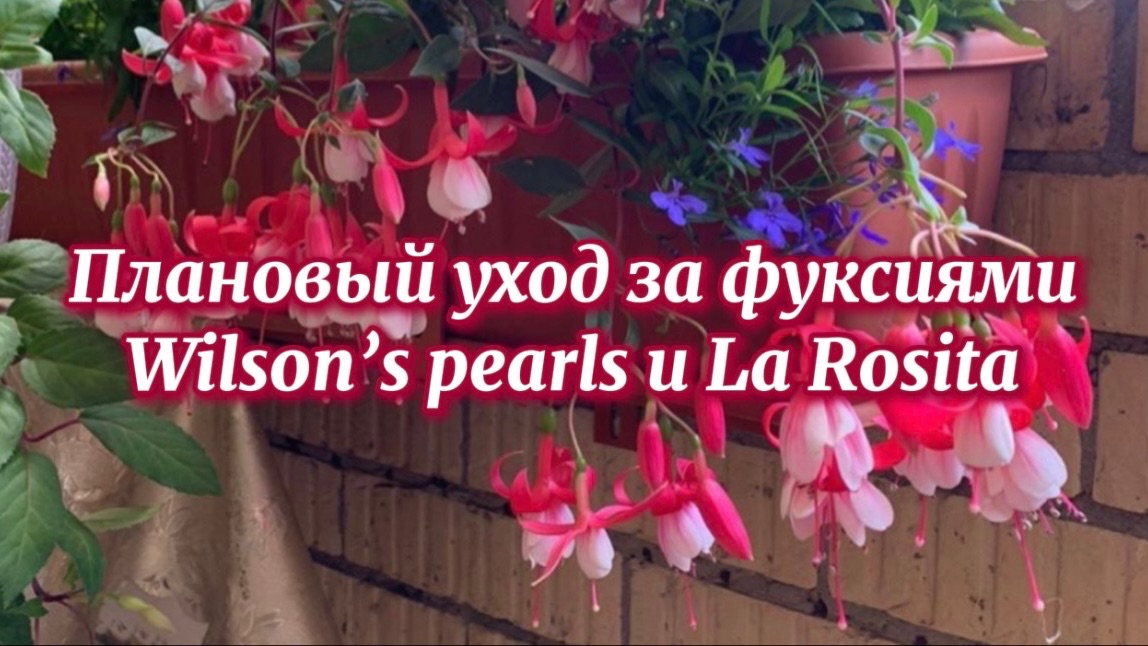 Wilson’s Peals и La Rosita - фуксии зимой