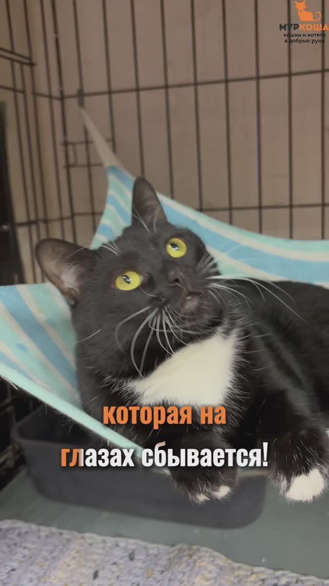 Сантино ждёт вас в приюте #Муркоша