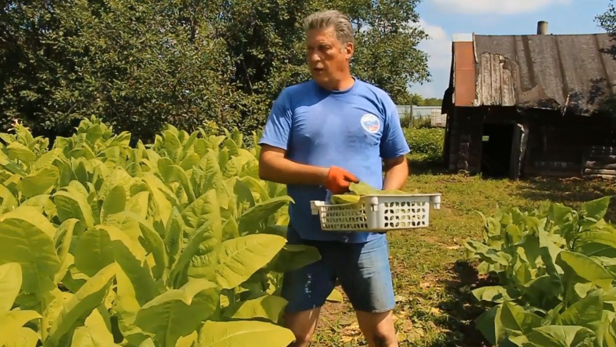 НАЧАЛО ТАБАКОВОДСТВА – 10 лет назад! МОЙ САМЫЙ ПЕРВЫЙ ФИЛЬМ сериала «Сады порока» 1 сезон 1 серия