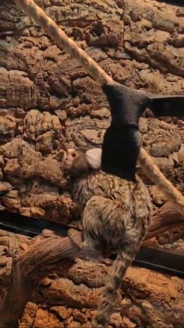 Лямблиоз у карликовой игрунки - после операции