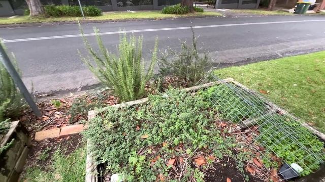 ВЫБРОШЕННАЯ МЕБЕЛЬ,ПОСУДА И ПОСЕЩЕНИЕ ОБЩЕСТВЕННОГО ОГОРОДА (Me & Australia)