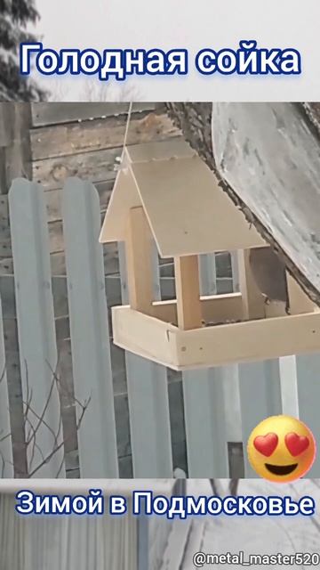 Кормим сойку зимой в Подмосковье! #птицы
