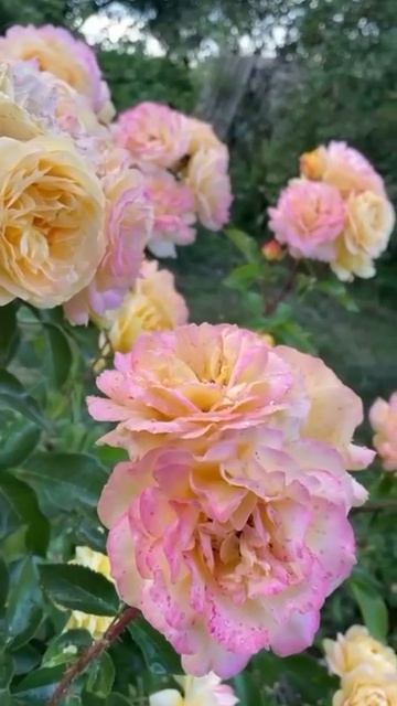 Угадай розу