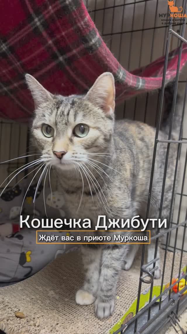 Джибути ждёт вас в приюте #Муркоша