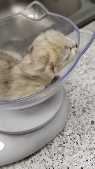 Кесарево сечение кошке