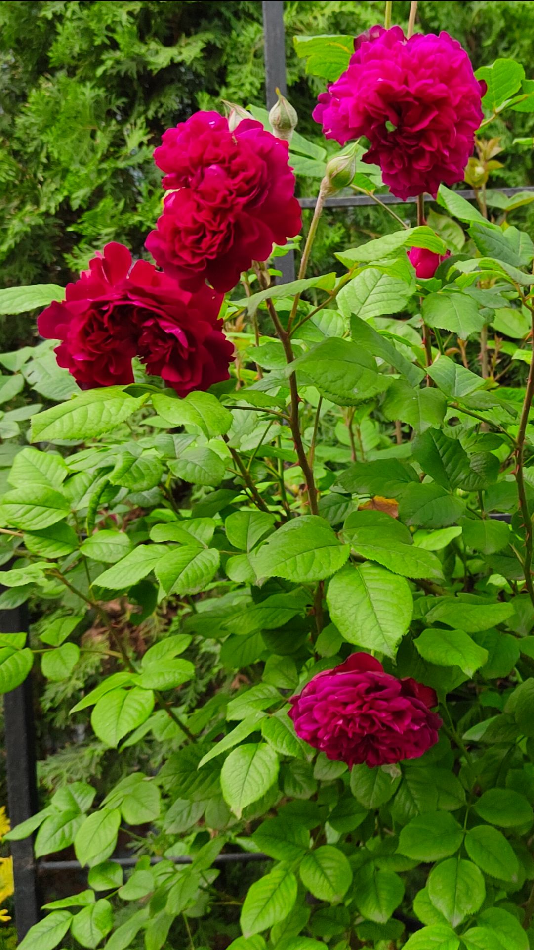 Обрезала и закрепила на опоре розу Шекспир. 08.02.2026 г. Пятигорск.