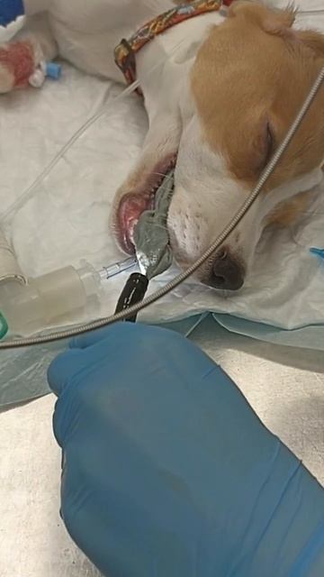 Извлечение инородного тела из желудка собаки эндоскопически