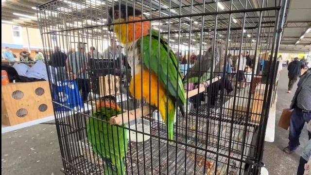 СКОЛЬКО СТОЯТ ПОПУГАИ_ РЕПОРТАЖ С РЫНКА (Me & Australia)