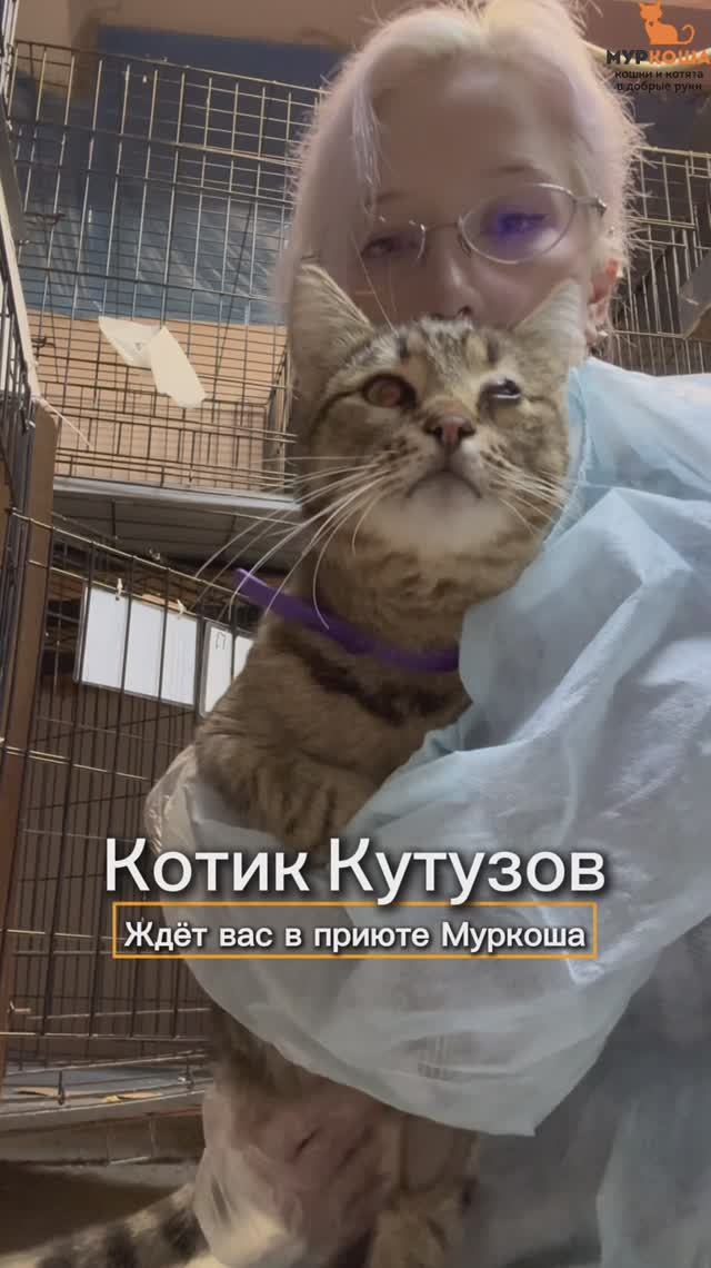 Кутузов ждёт вас в приюте #Муркоша