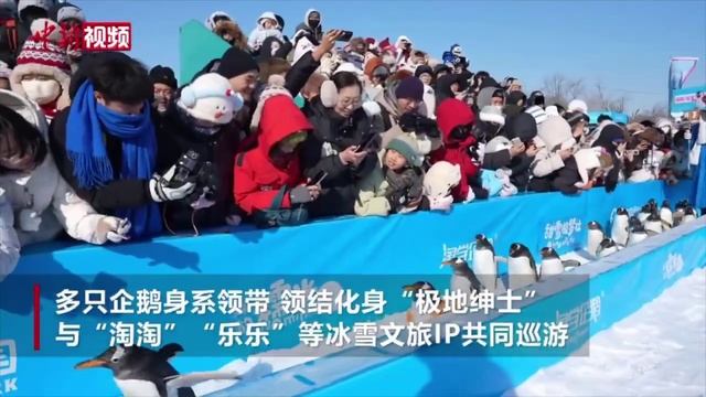 Тем временем...09.02.2026...ПАРАД ПИНГВИНОВ