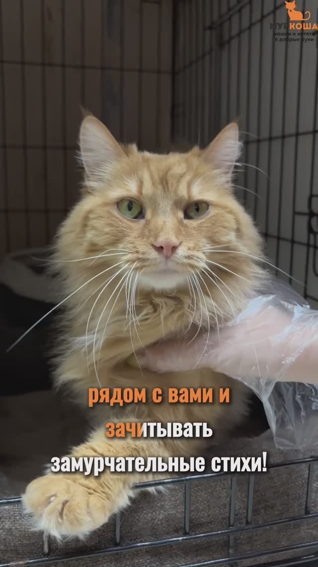 Есенин ждёт вас в приюте #Муркоша