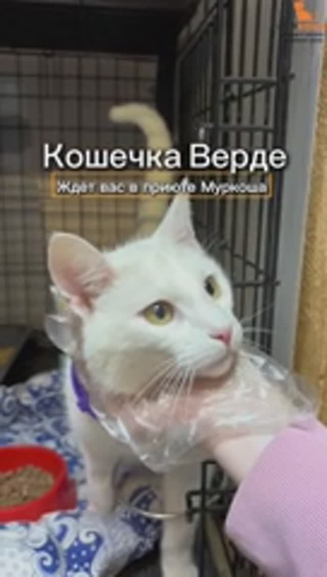 Верде ждёт вас в приюте #Муркоша