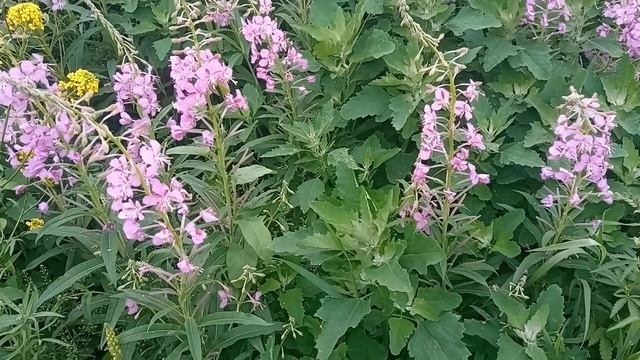 ? ИВАН-ЧАЙ?