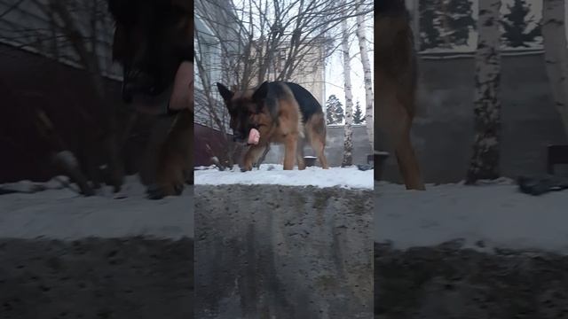 Зина и игрушка.mp4