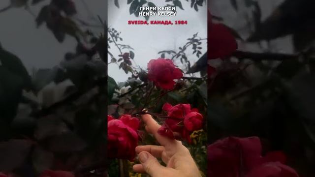 Роза Генри Келси. Розы моего сада 5.11.21 Henry Kelsey Rosein my garden ...