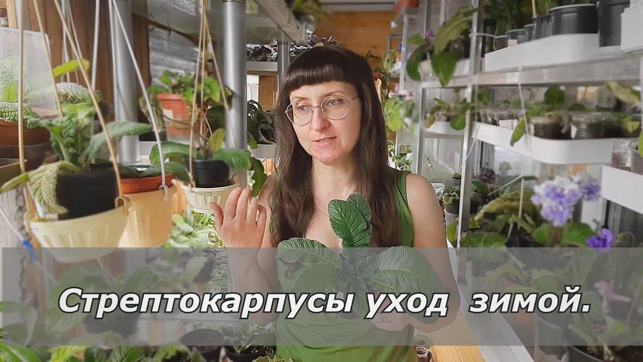 Стрептокарпусы зимой