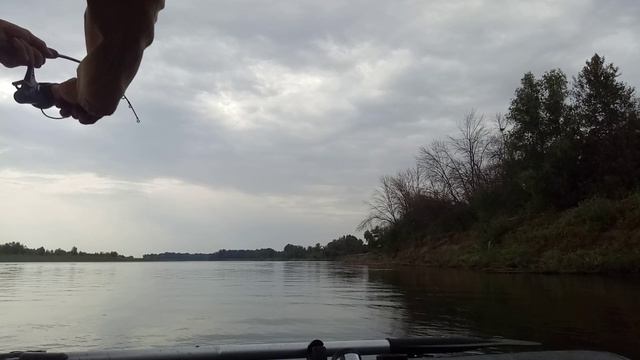 Сазан 1.630 на макуху не из клубники и семечки.