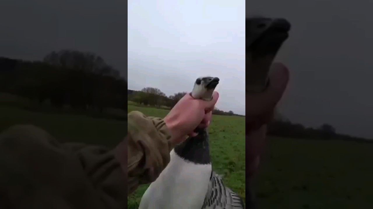 С Охоты На рыбалку на RUTUBE: 157 видео – смотреть онлайн и бесплатно ...