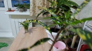 Кротон в квартире