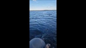 "Розовая дача". Рыбалка на озере Отрадное