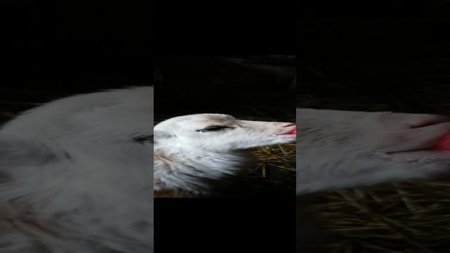 Голод не тётка.