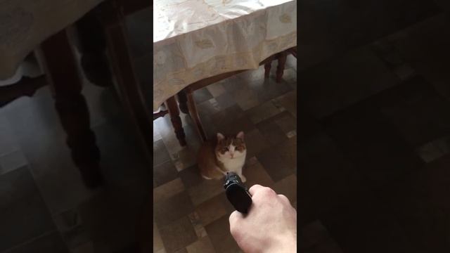 Застрелил кота 😔