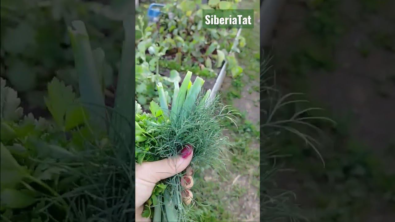 Сейчас жизнь такова, что под рукой надо иметь собственный огородик! ❤️ #shortvideo #shorts #short