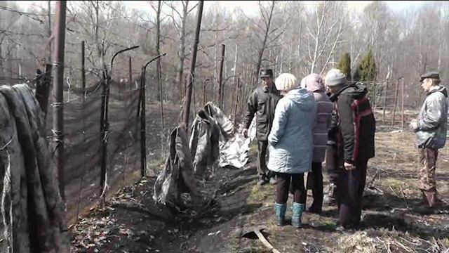 Сибирский виноград весной.
