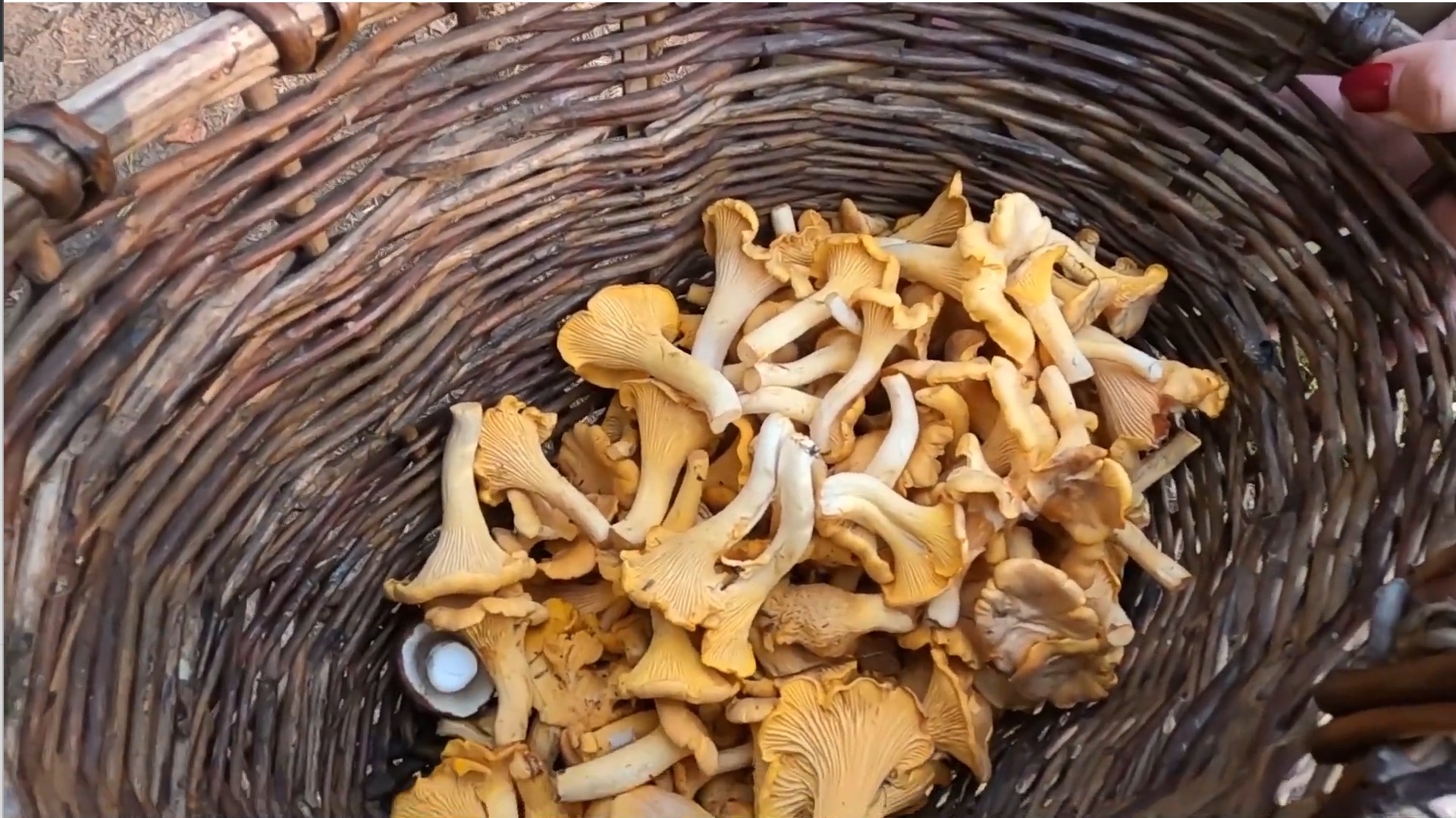 Грибная разведка 27 августа 2022. Приозерский район.