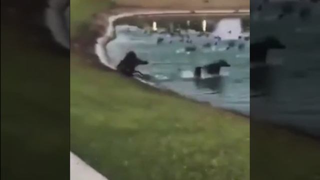 VID_20221223_222245_994.mp4