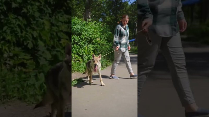 Очень классный волчий щенок