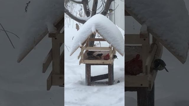 ❗Отмечаем новоселье❗ #shortsvideo #video #short #shortvideo #shorts #птицы #зима #nature #природа