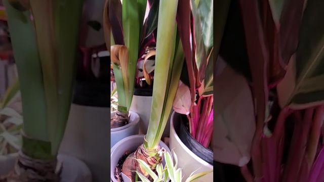 Double Nymph Amaryllis #Amaryllis #indoorplants #houseplants