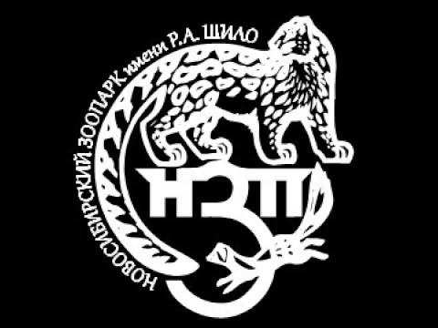 Цирковое-шоу Дельфиния Новосибирский дельфинарий 2022 г.