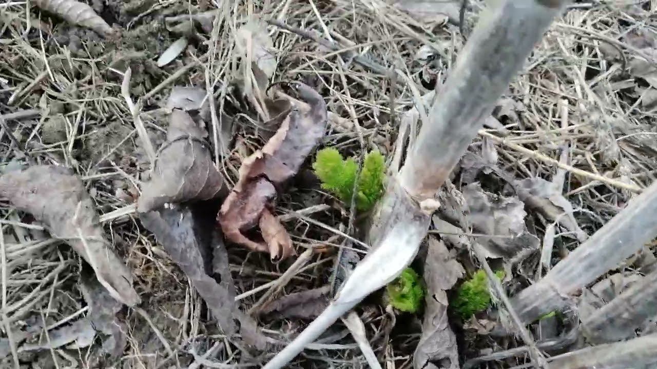 Зимующий УКРОП!