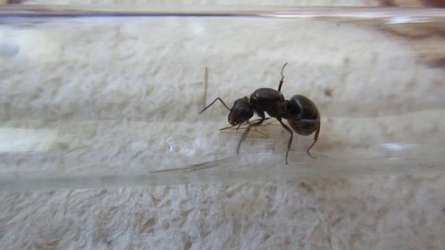 Матка Serviformica fusca обламывает последнее крыло..mp4