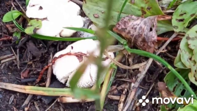 ❗ГРИБНОЙ СЕЗОН 2022 ГОДА ? СЕНТЯБРЬ❗