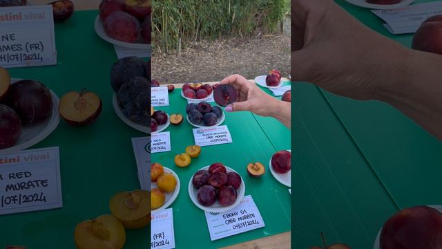 Обзор сливы .Часть 1