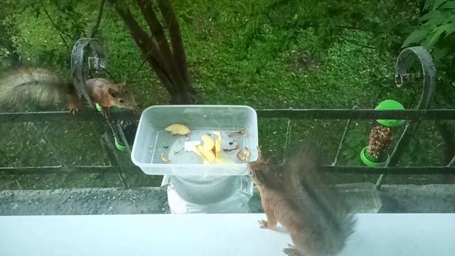 Разборки белок