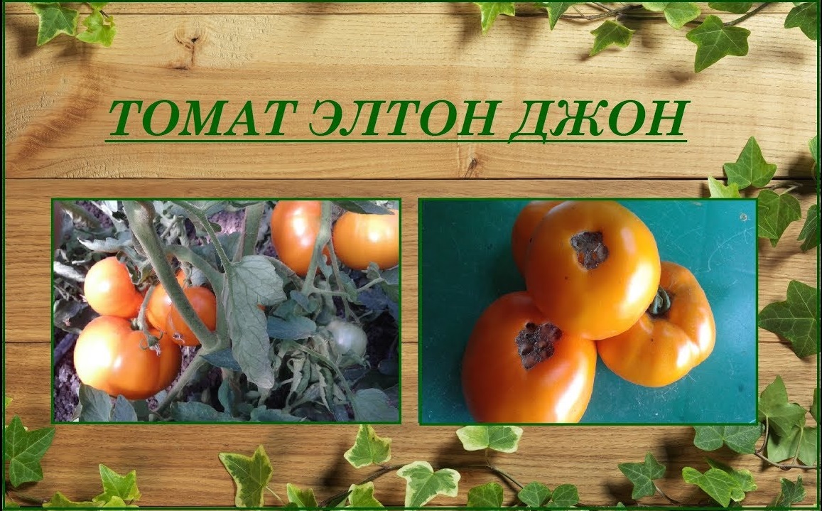 Томат Элтон Джон. Сорта и гибриды, которые понравились